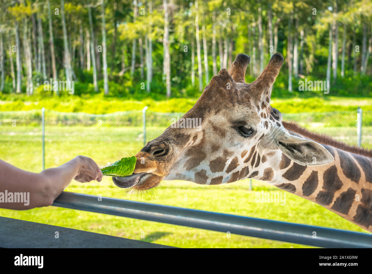 Hand feeding a giraffe hi-res stock photography and images - Alamy