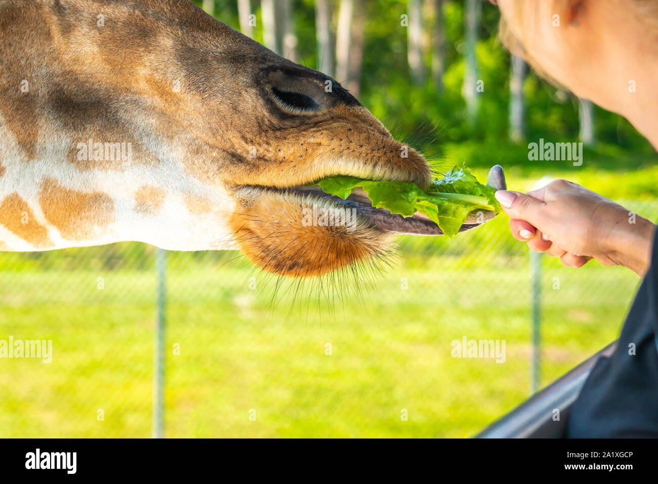 Hand Feeding A Giraffe High Resolution Stock Photography and Images - Alamy