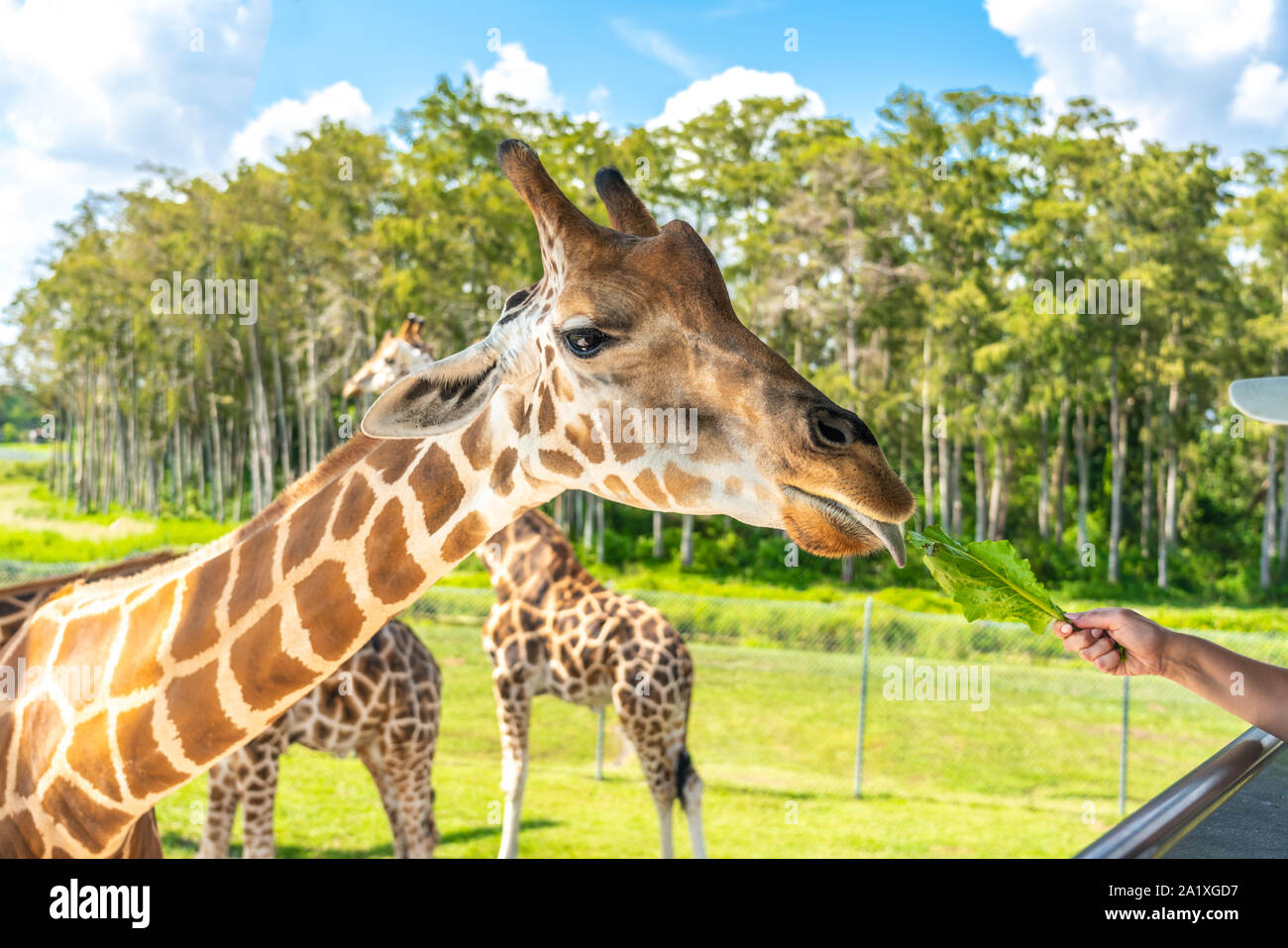 Zoo visitors feeding a giraffe from a raised platform Stock Photo - Alamy