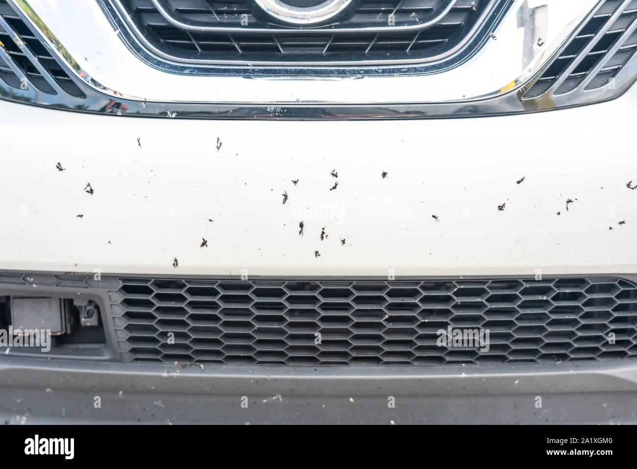 Mosquitoes on body hi-res stock photography and images - Alamy