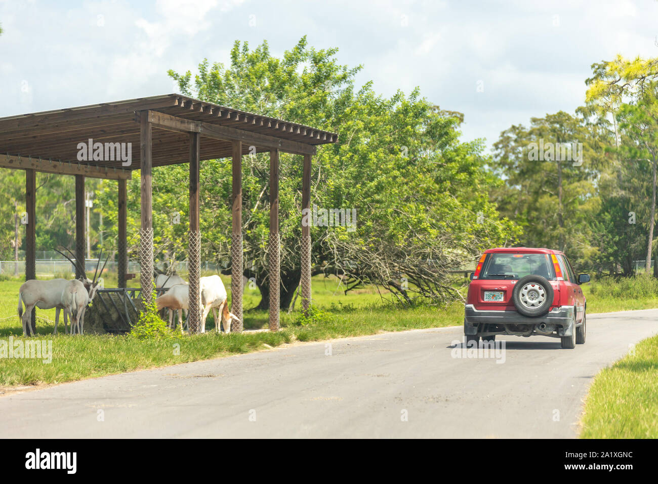 Florida, USA - September 19, 2019: Lion Country Safari drive through ...