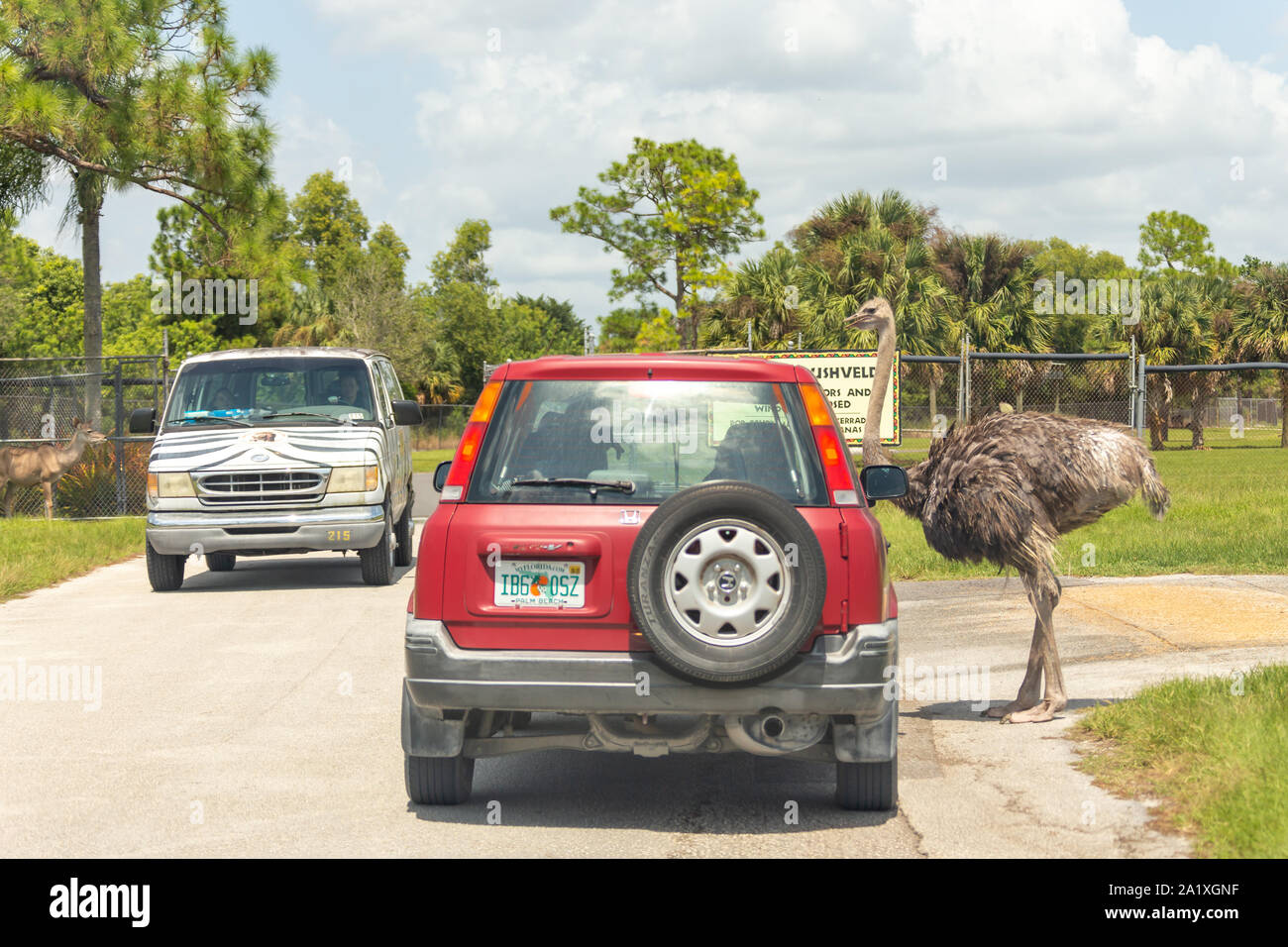 Lion country safari florida hi-res stock photography and images - Alamy