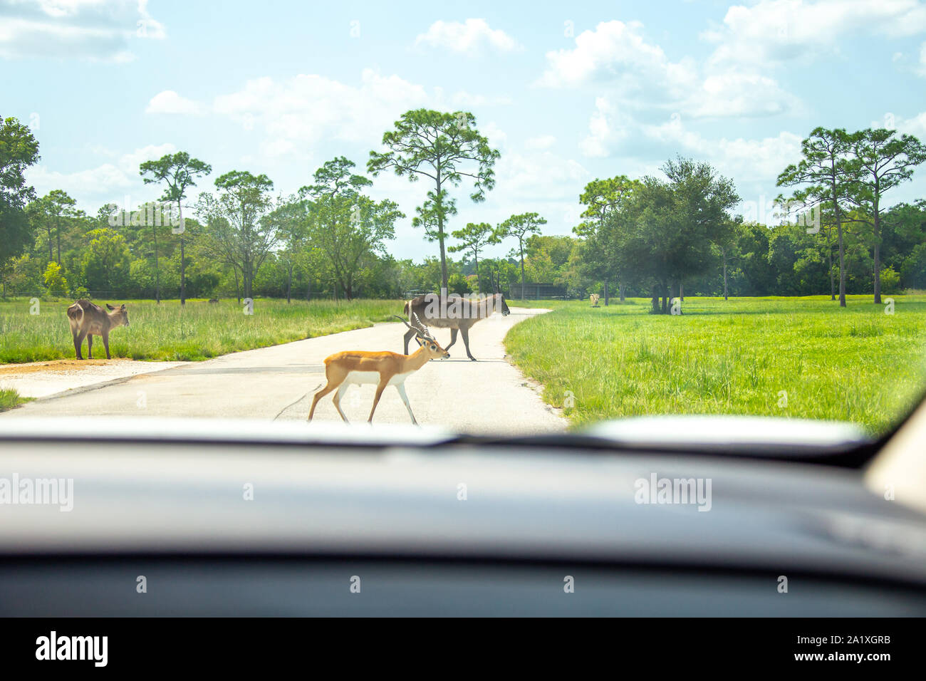 View from car on wild animals in a drive through safari zoo Stock Photo ...