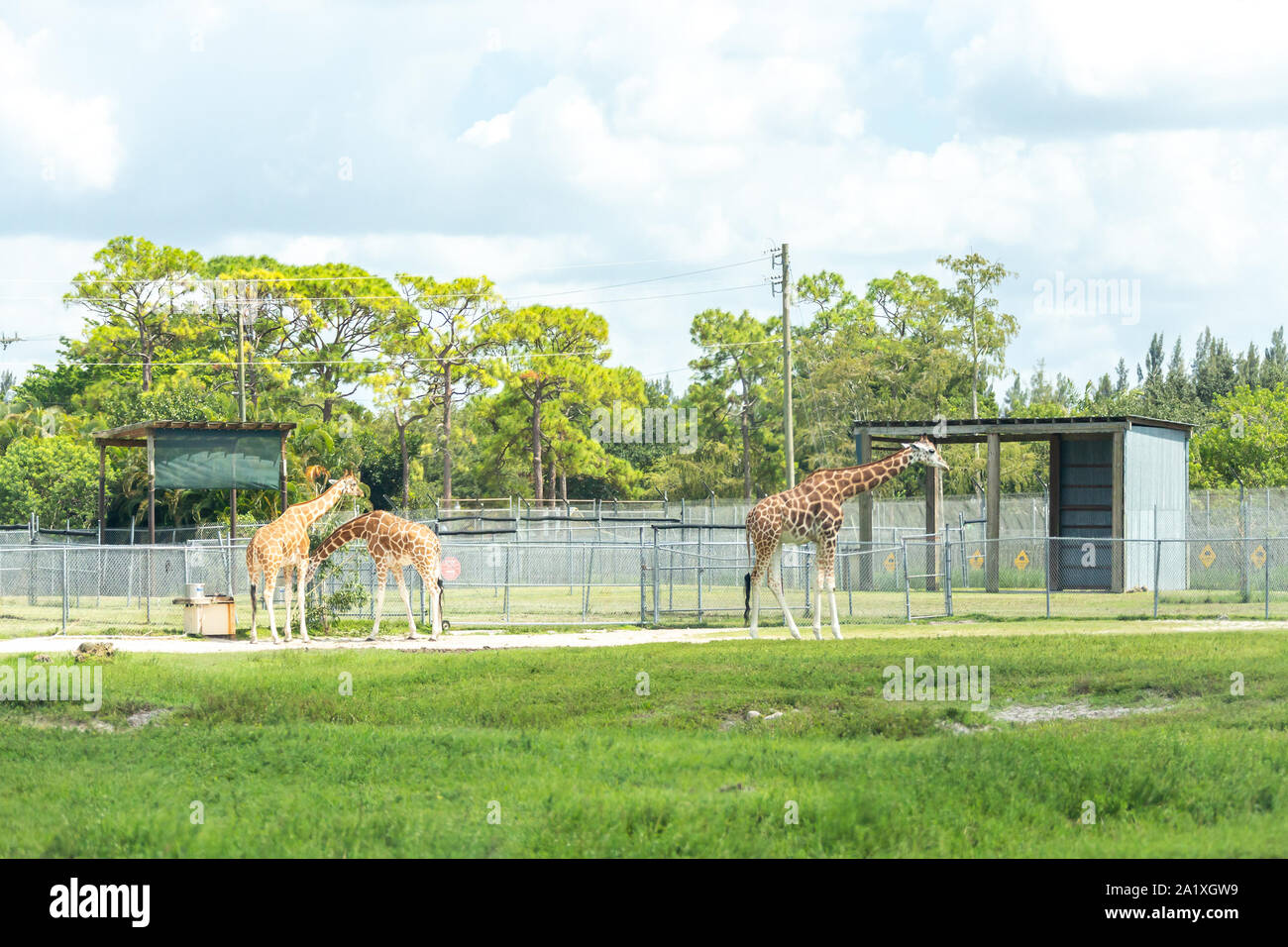 Lion Country Safari Florida High Resolution Stock Photography and ...
