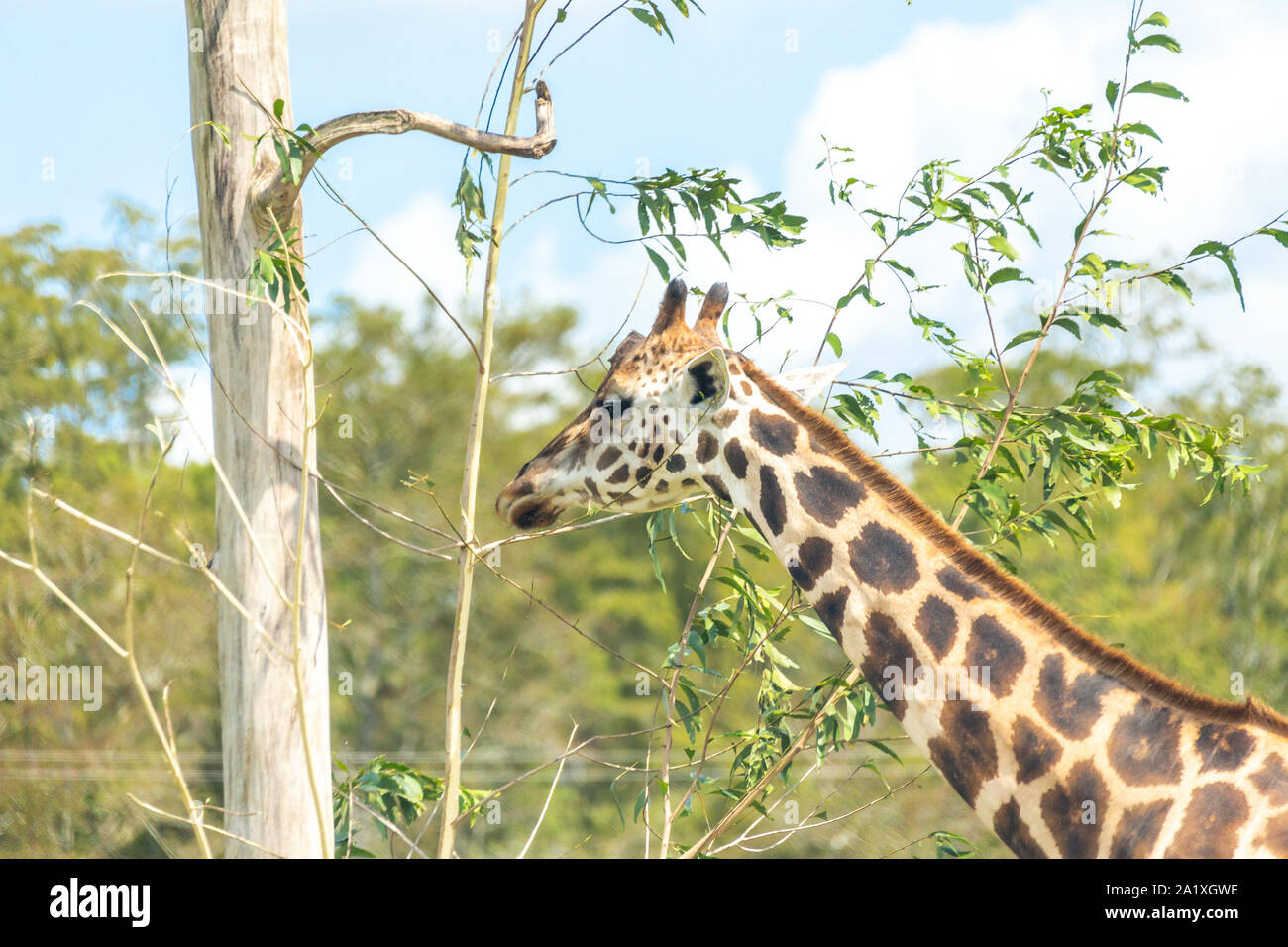 Giraffe eating leaves from tree hi-res stock photography and images - Alamy