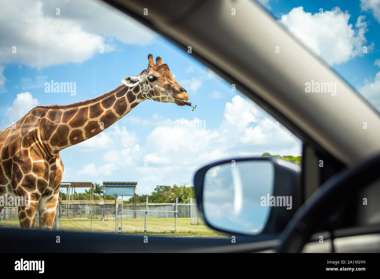 View from a car on Giraffe in drive through safari zoo Stock Photo - Alamy