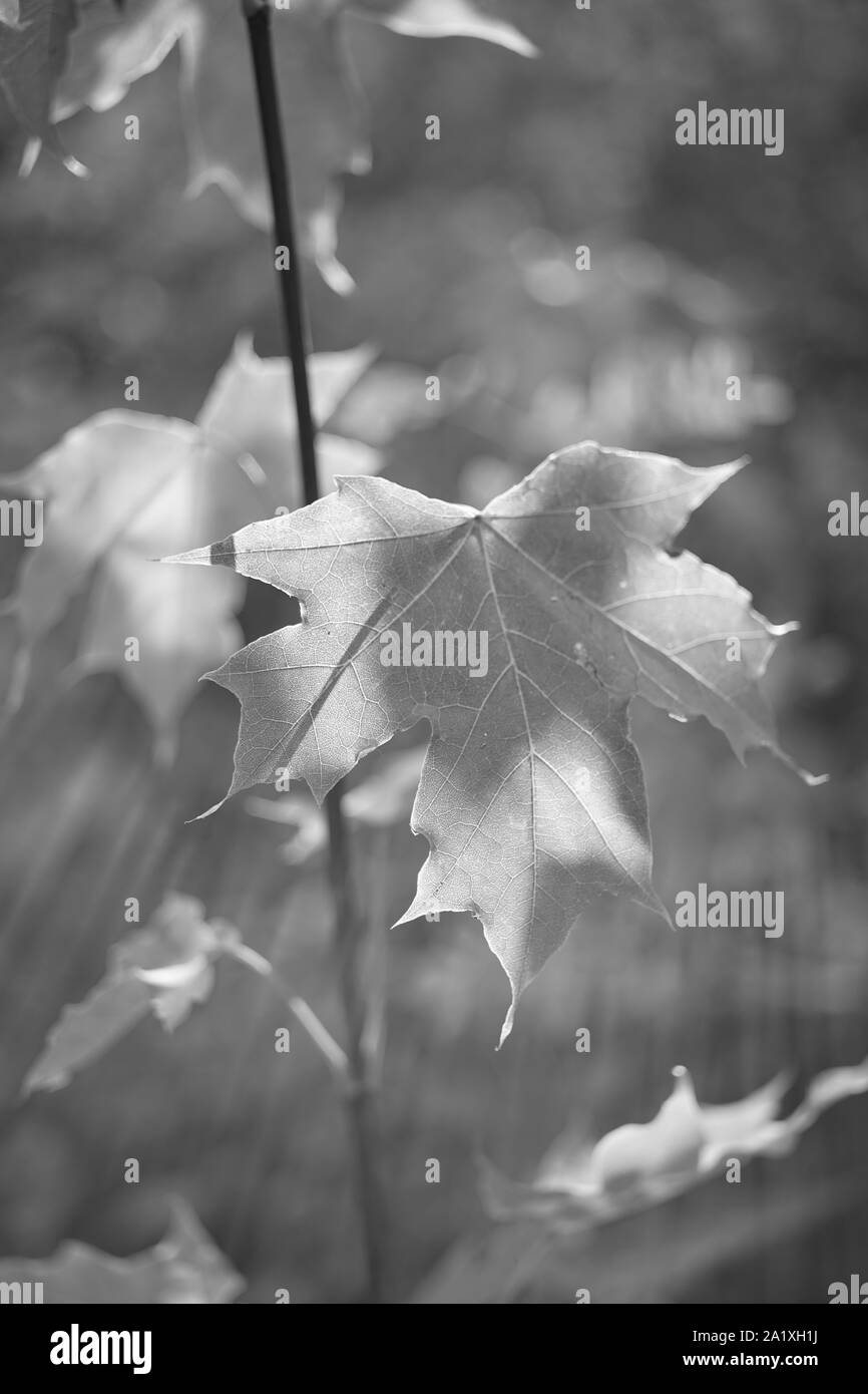 Sunny day with maple leaf Black and White Stock Photos & Images - Alamy