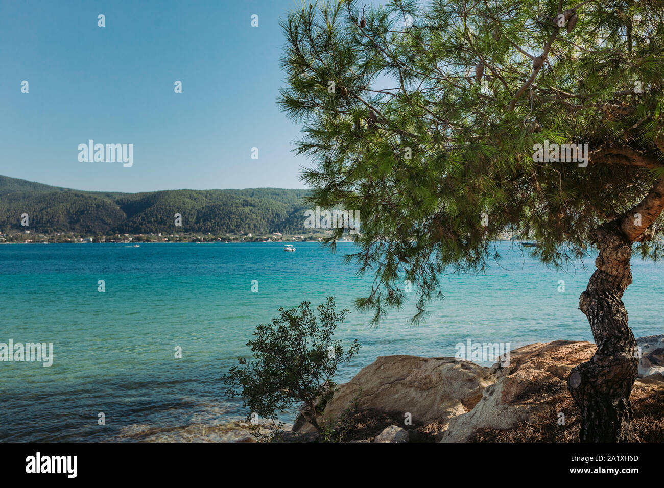 pine tree and tropical beach and sea background . Summer vacation and ...