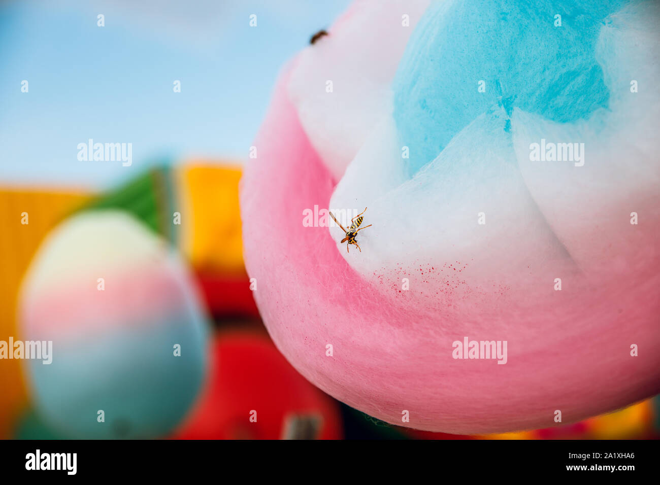 Wasps love sweets. Wasp sits on cotton candy Stock Photo - Alamy