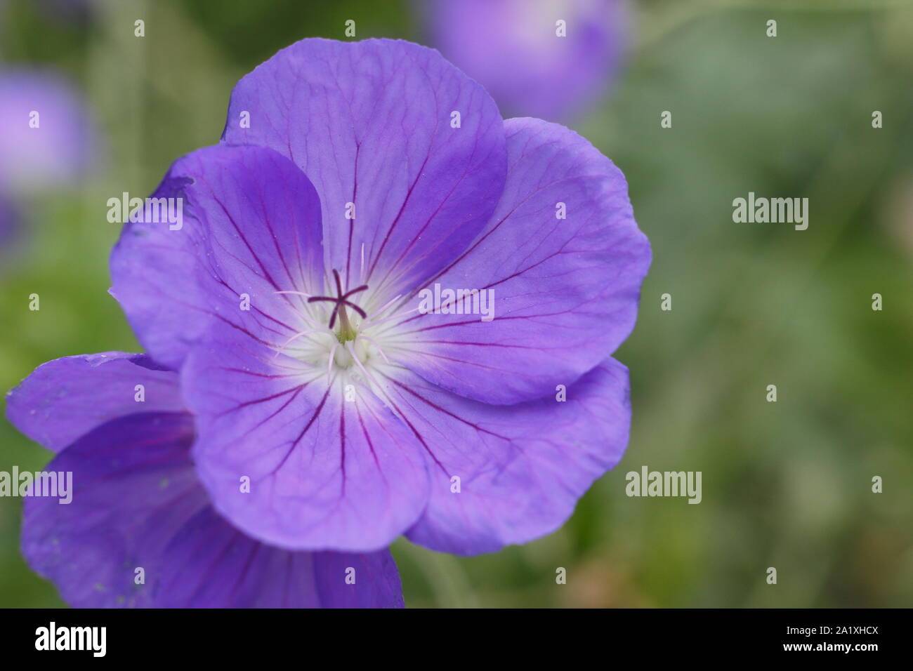 Geranium 'Orion', a spreading perennial, flowering in early autumn. UK ...
