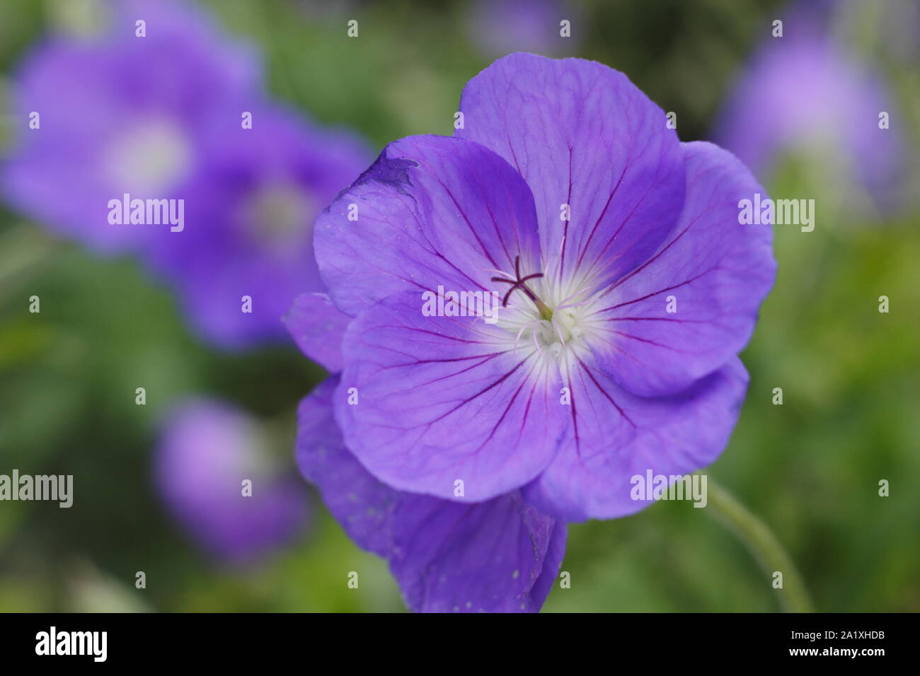 Geranium 'Orion', a spreading perennial, flowering in early autumn. UK ...