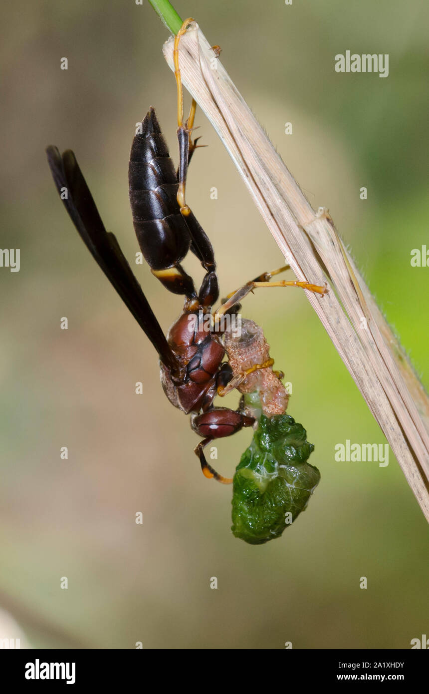 Ringed Paper Wasp, Polistes annularis, pulping larva prey Stock Photo ...