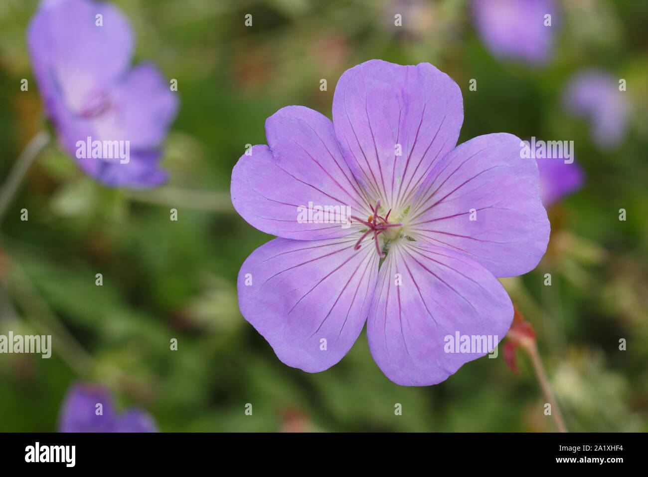 Geranium rozanne autumn hi-res stock photography and images - Alamy