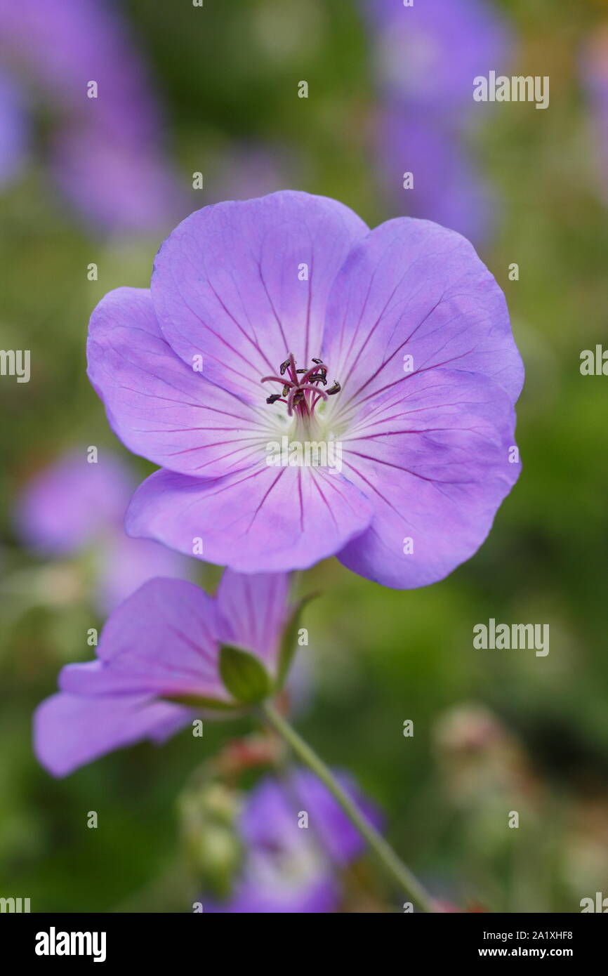 Geranium rozanne flower hi-res stock photography and images - Alamy