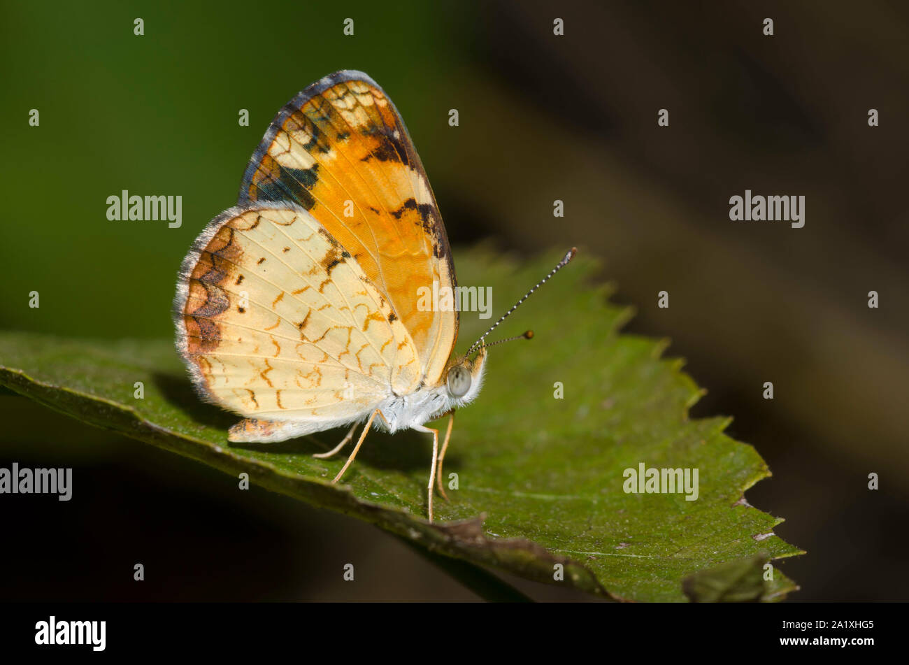 Texas crescent hi-res stock photography and images - Alamy