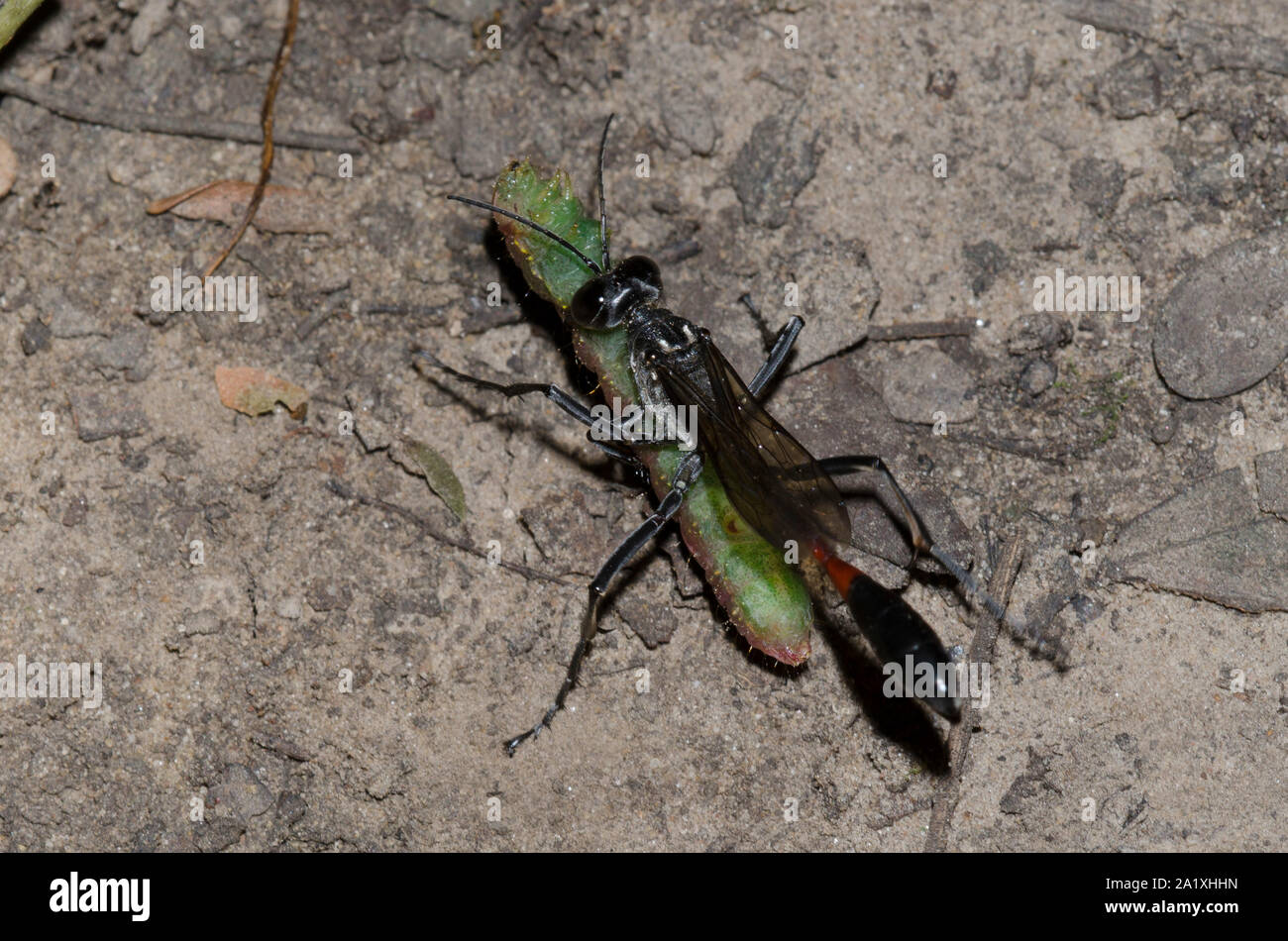 Thread-waisted Wasp, Ammophila sp., hauling paralyzed larva prey Stock ...