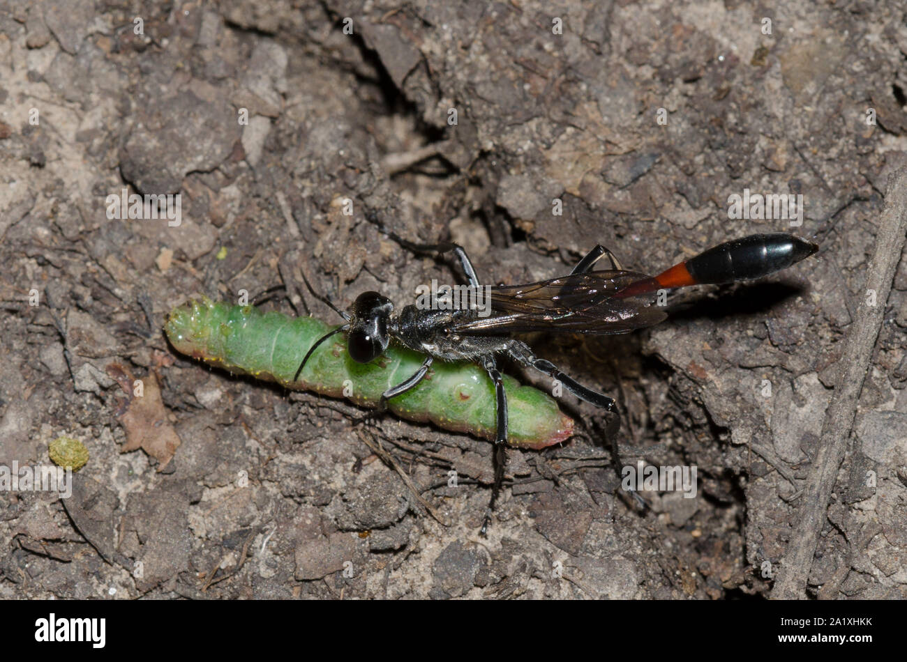 Paralyzed hi-res stock photography and images - Alamy