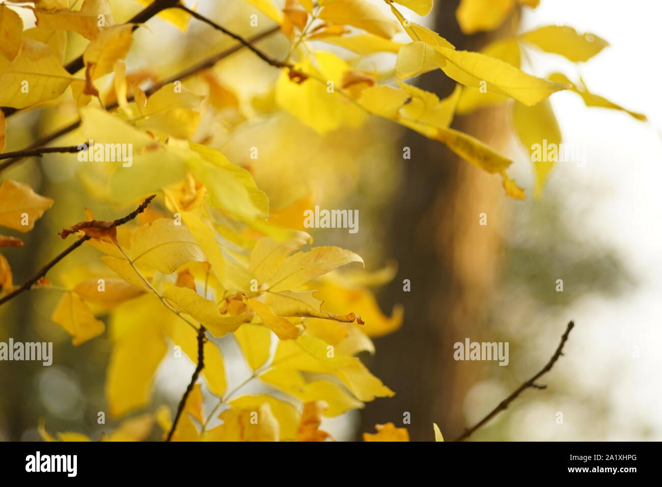 Bright yellow fall tree hi-res stock photography and images - Alamy