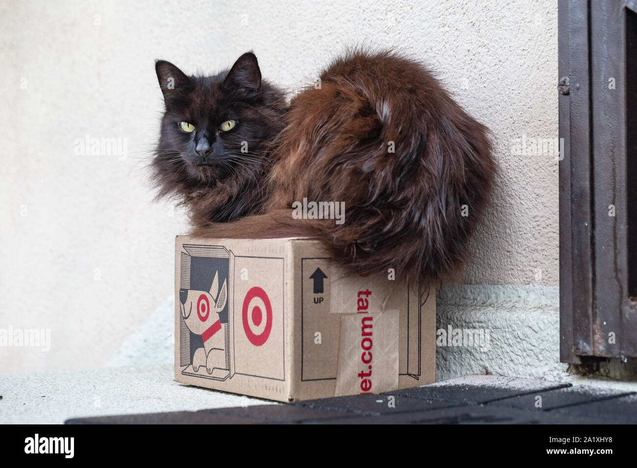 Guard cat protecting delivery from Target at doorstep Stock Photo - Alamy