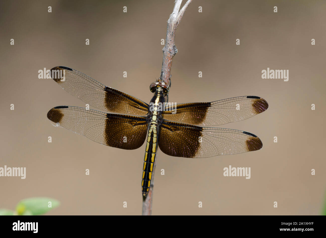 Female skimmer hi-res stock photography and images - Alamy
