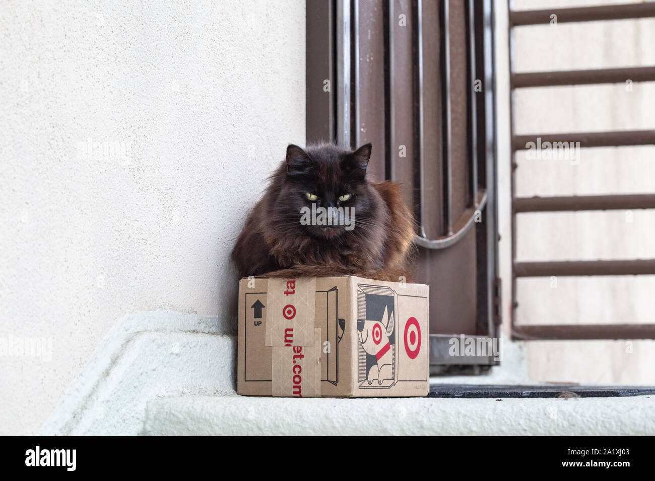Guard cat protecting delivery from Target at doorstep Stock Photo - Alamy