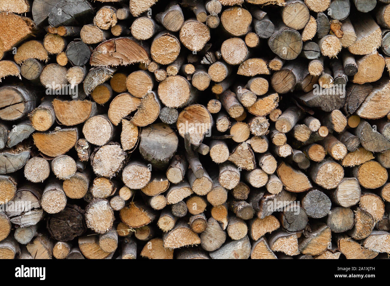 Cross section of many cut branches stacked in a bale Stock Photo - Alamy