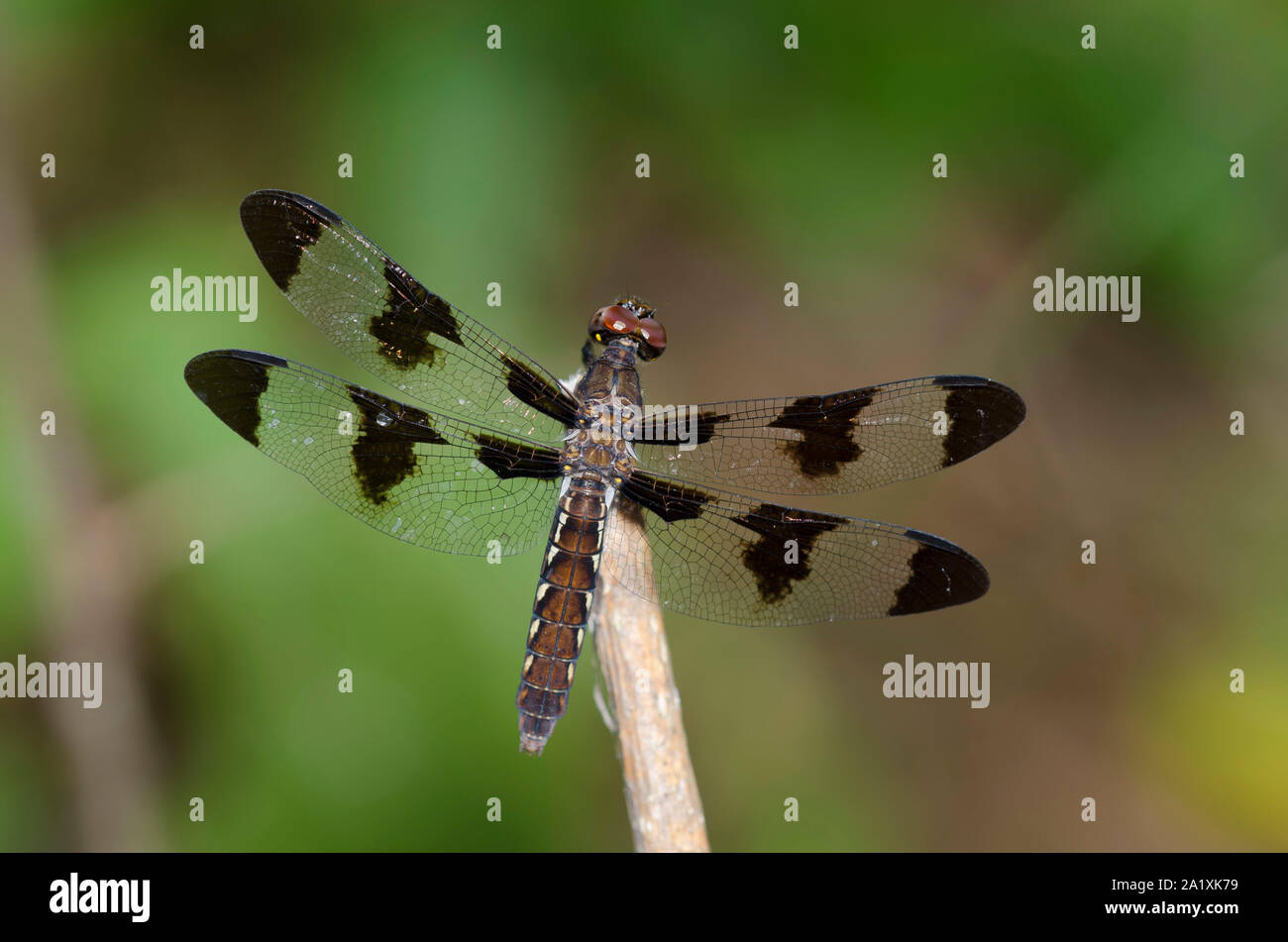Female common whitetail hi-res stock photography and images - Alamy