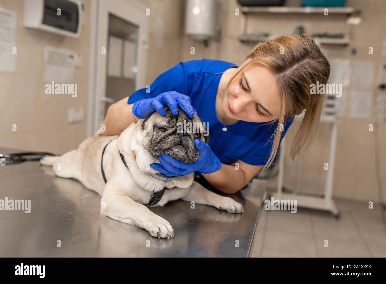 Young professional female veterinarian doctor hold pug dog before exam ...