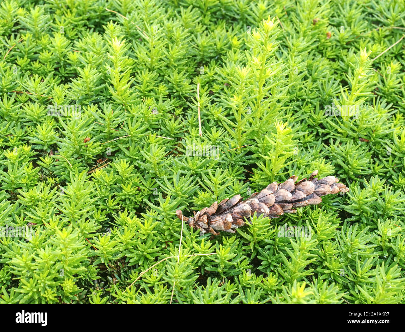 Green hedge of thuja trees. Green hedge of the tui tree, Evergreen ...