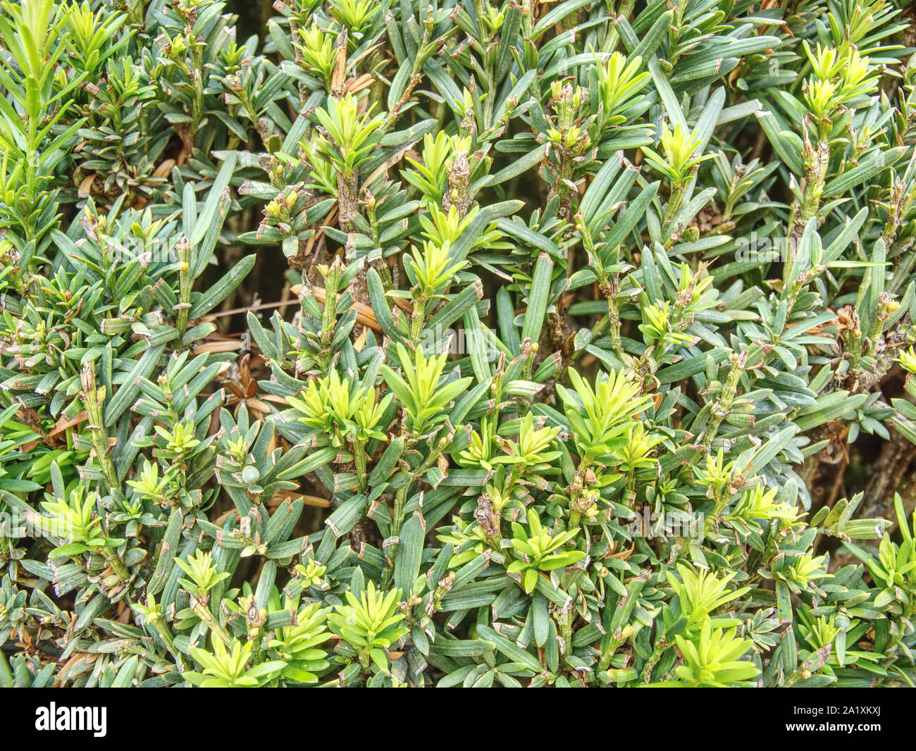 Hedge of evergreen plant with ownership separation function. Popular ...