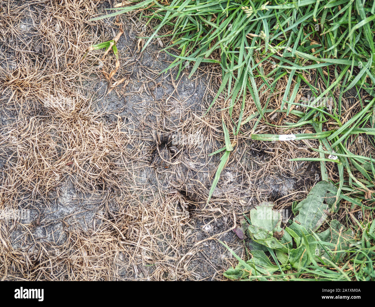 Plant in dried cracked mud desert, poor plant. Grass lawn in bad ...