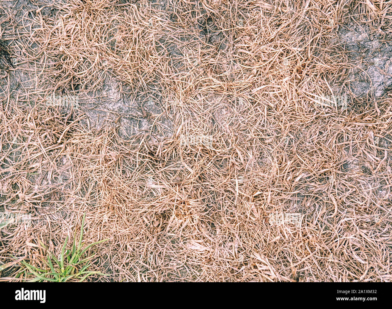 Grass lawn in bad condition with lots of weeds. Grass is painted in ...