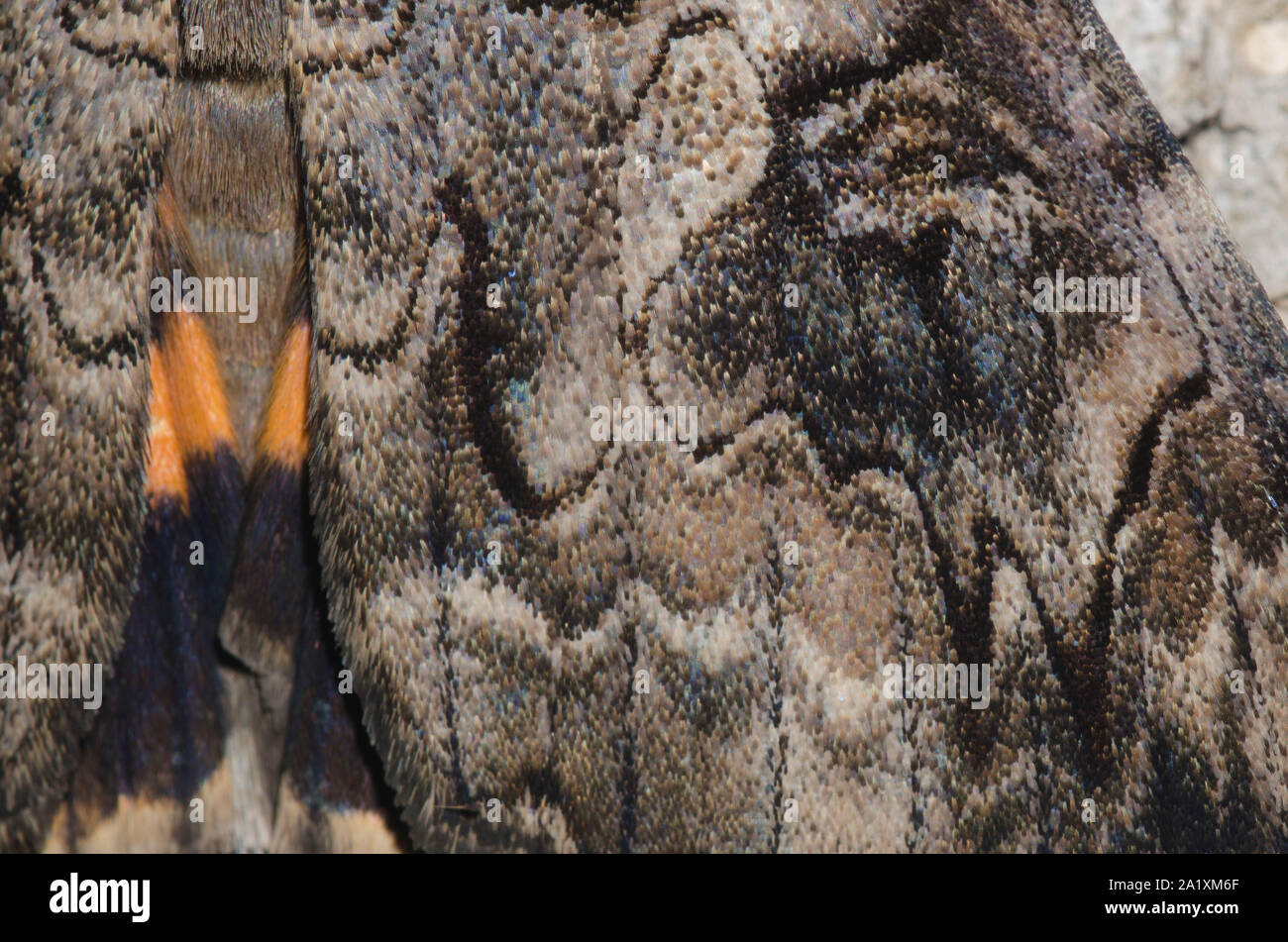 The Penitent, Catocala piatrix, a type of moth wing detail Stock Photo ...