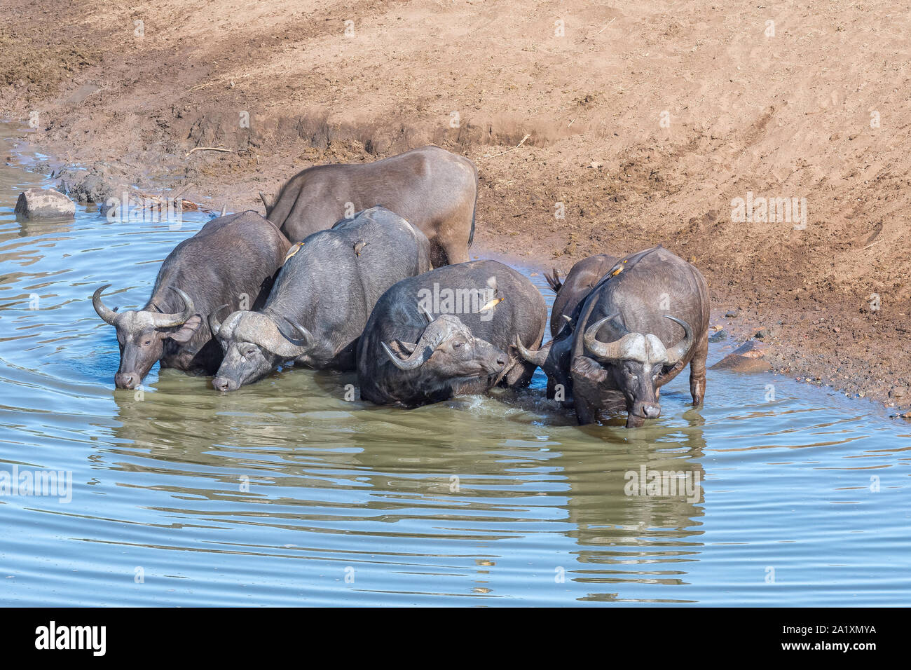Cape buffaloes, Syncerus caffer, in a pool in a river Stock Photo - Alamy