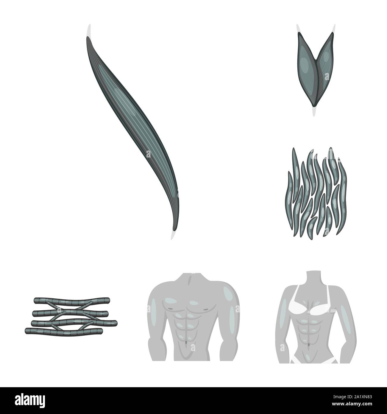 Vector illustration of human and body icon. Set of human and cells ...