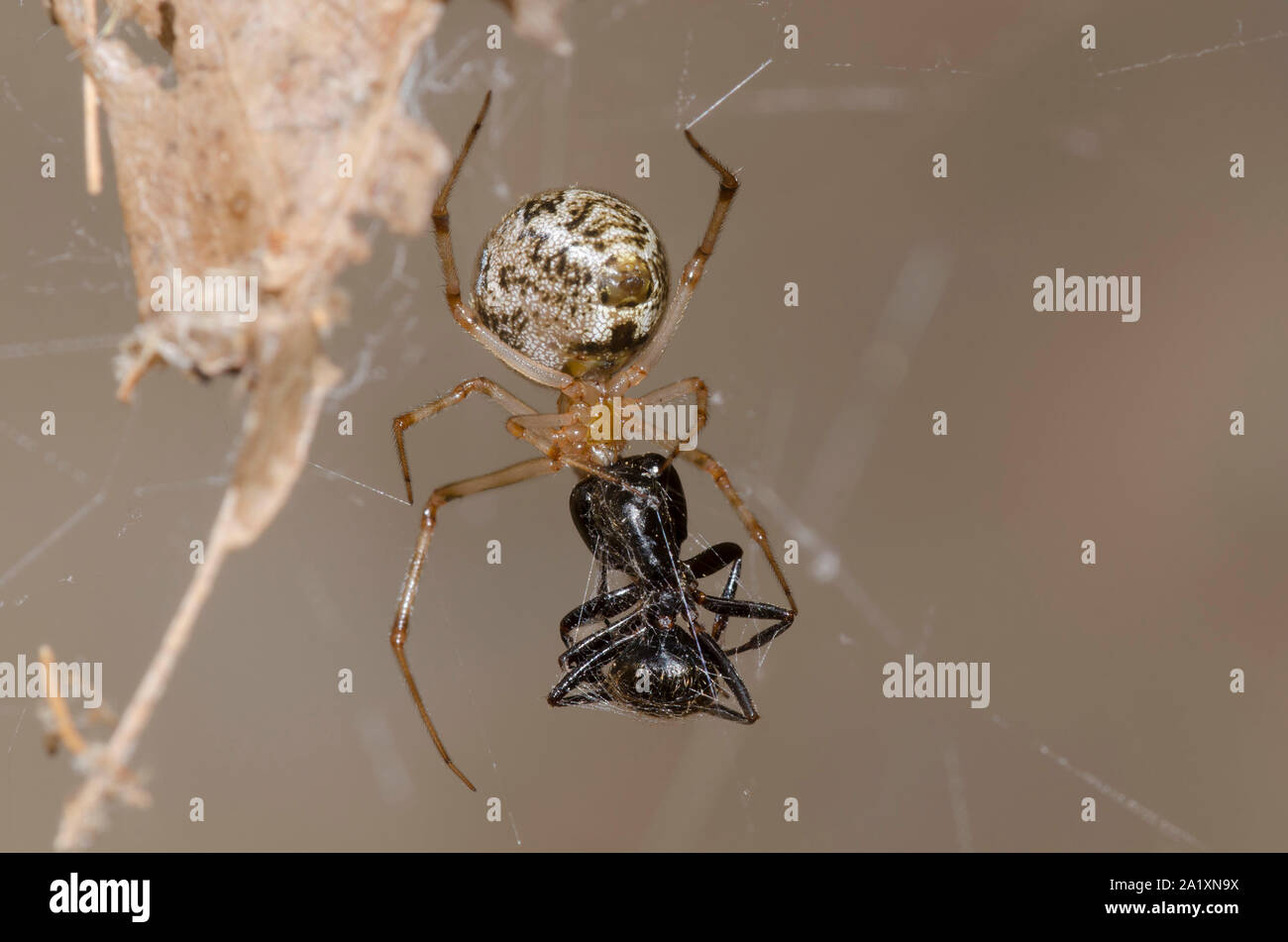Common House Spider, Parasteatoda tepidariorum, female feeding on ...