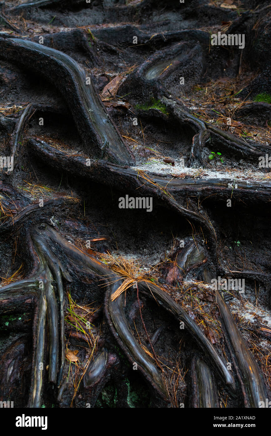Exposed tree roots after the rain. Starved Rock State Park, Illinois ...