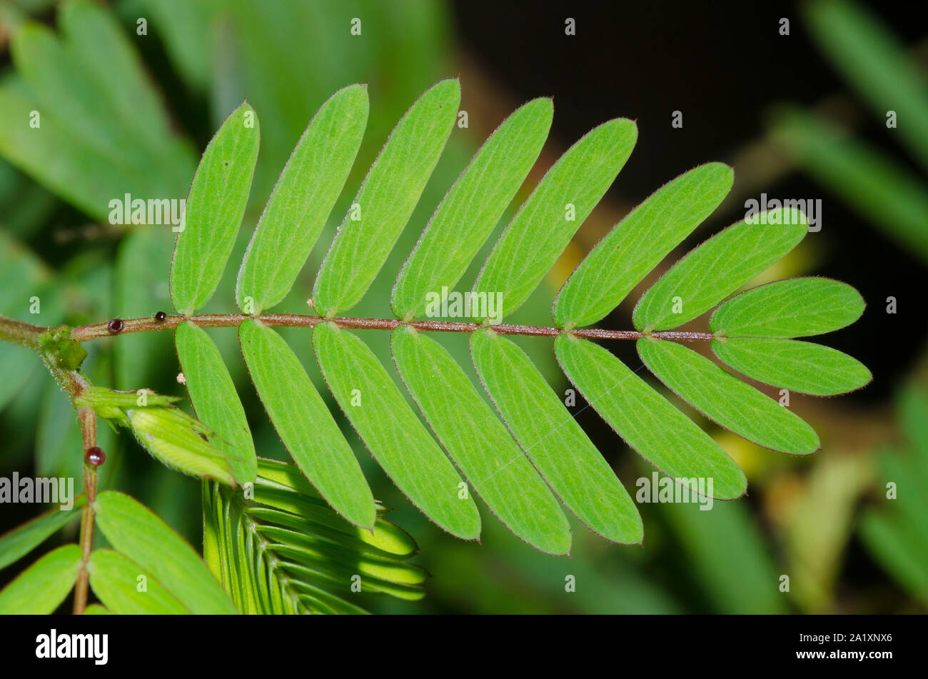 Partridge Pea, Chamaecrista fasciculata, leaves Stock Photo - Alamy