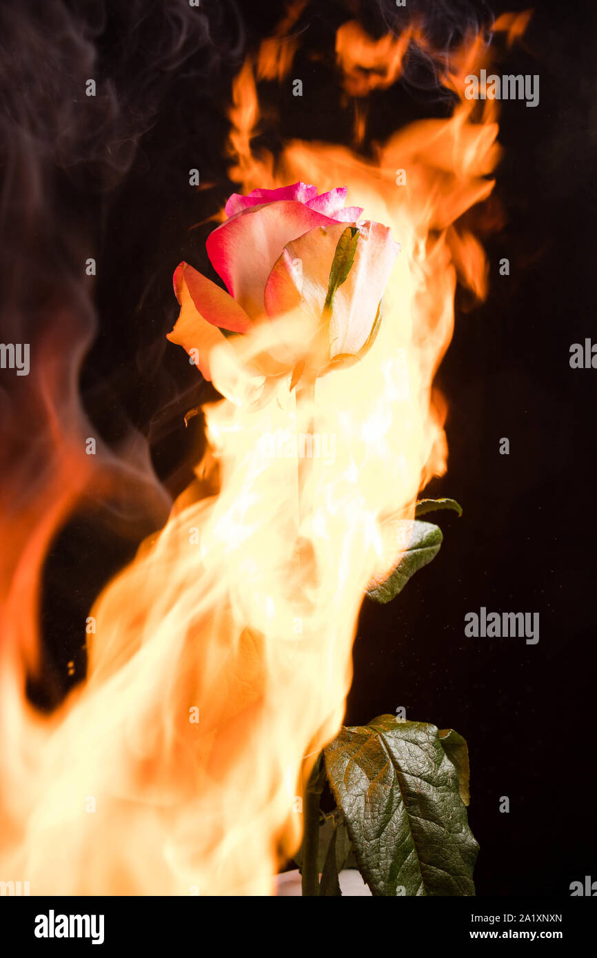 burning pink and white rose with stem and green leaves Stock Photo - Alamy
