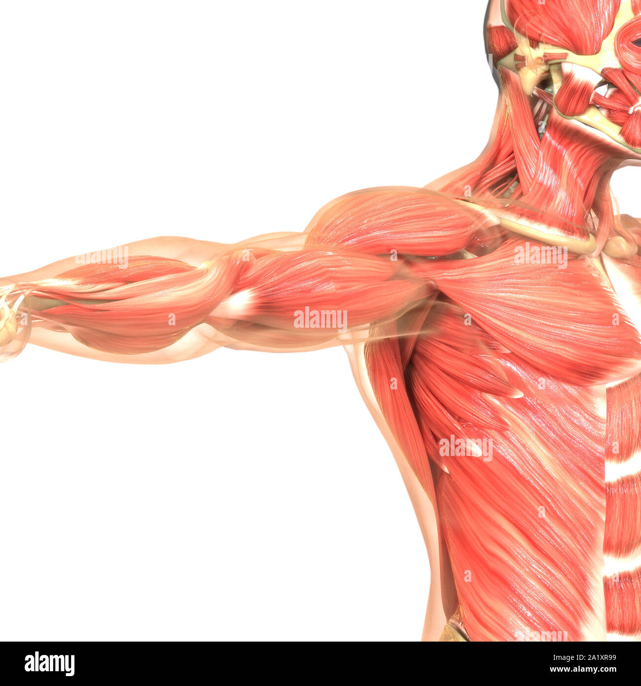 Human muscle anatomy hi-res stock photography and images - Alamy