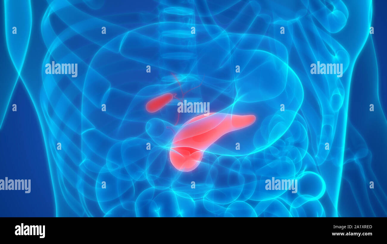 Human Internal Digestive Organs Pancreas with Gallbladder Anatomy Stock ...