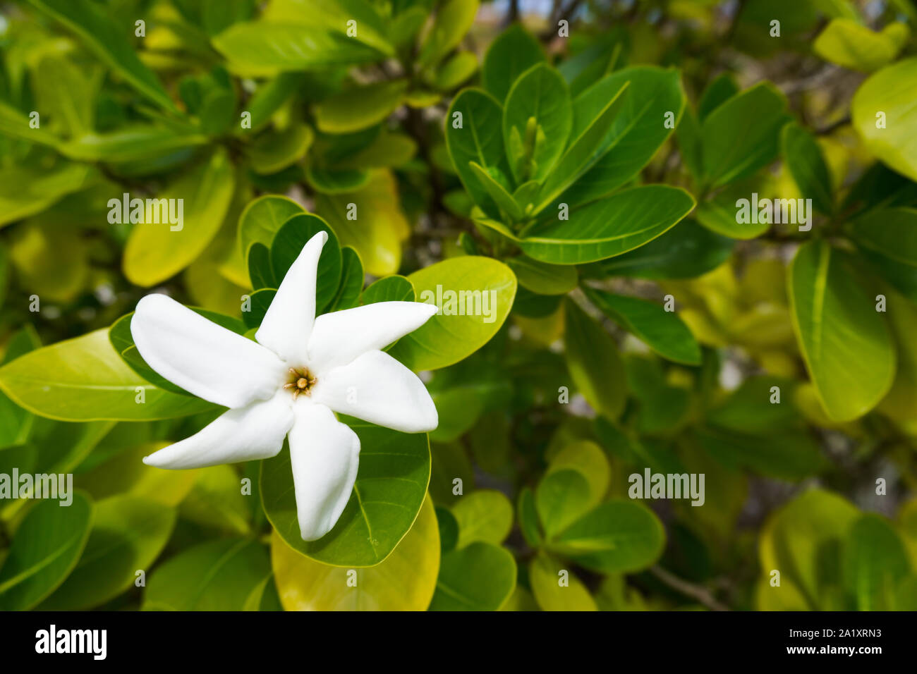 Tiare flower hi-res stock photography and images - Alamy