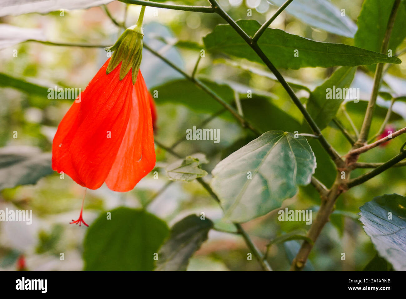 A close-up image of a bright red tropical flower blooms in Moorea ...