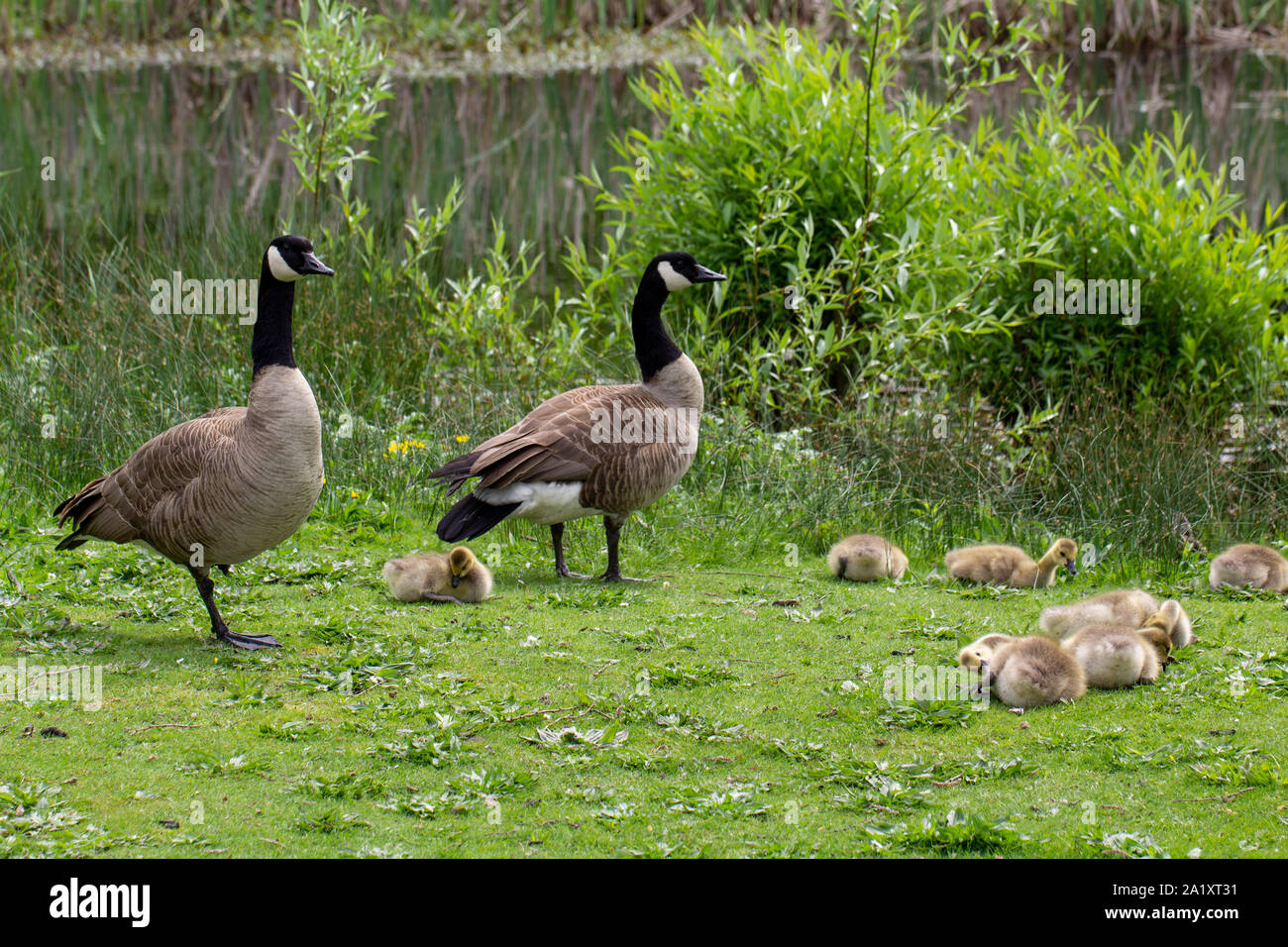 Baby geese by a pond hi-res stock photography and images - Alamy