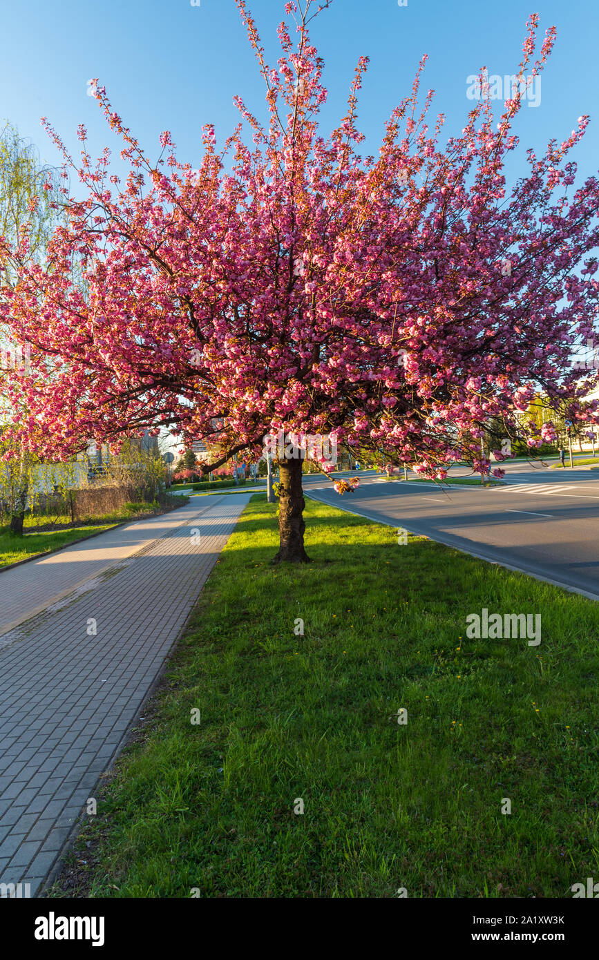 Sakura tree hi-res stock photography and images - Alamy