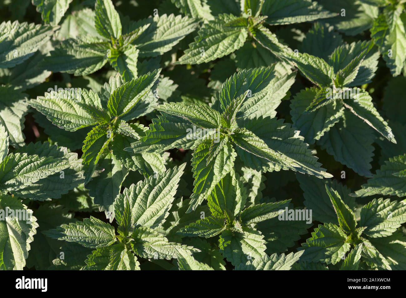 Stinging Nettle Plant Family