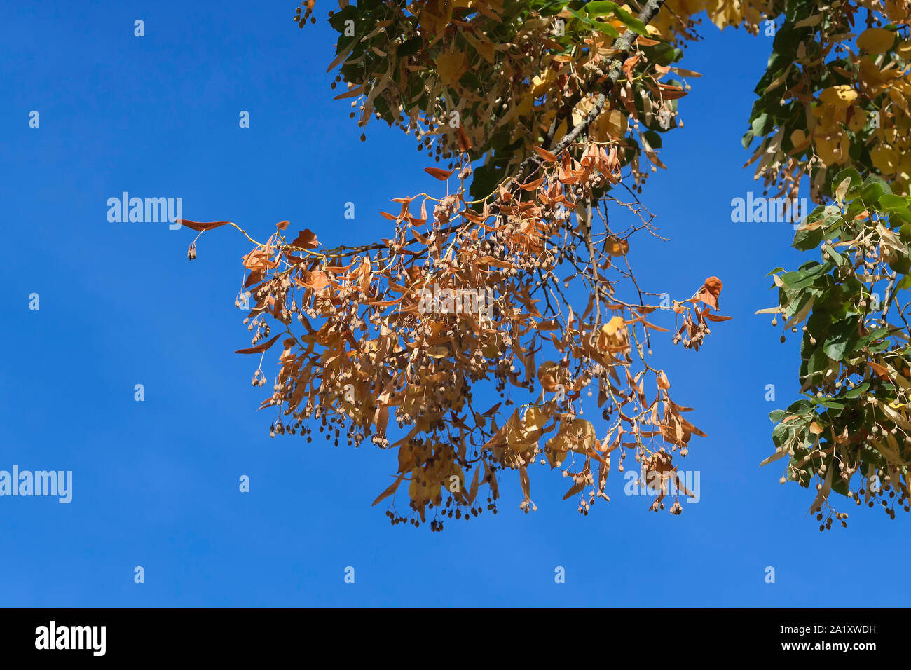 Dead softwood forest tree hi-res stock photography and images - Alamy