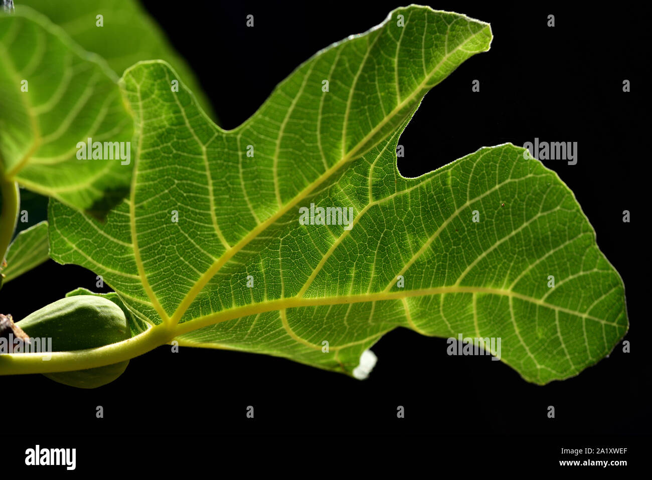 Closeup of a green fig leaf at fig tree in summer in Italy Stock Photo ...