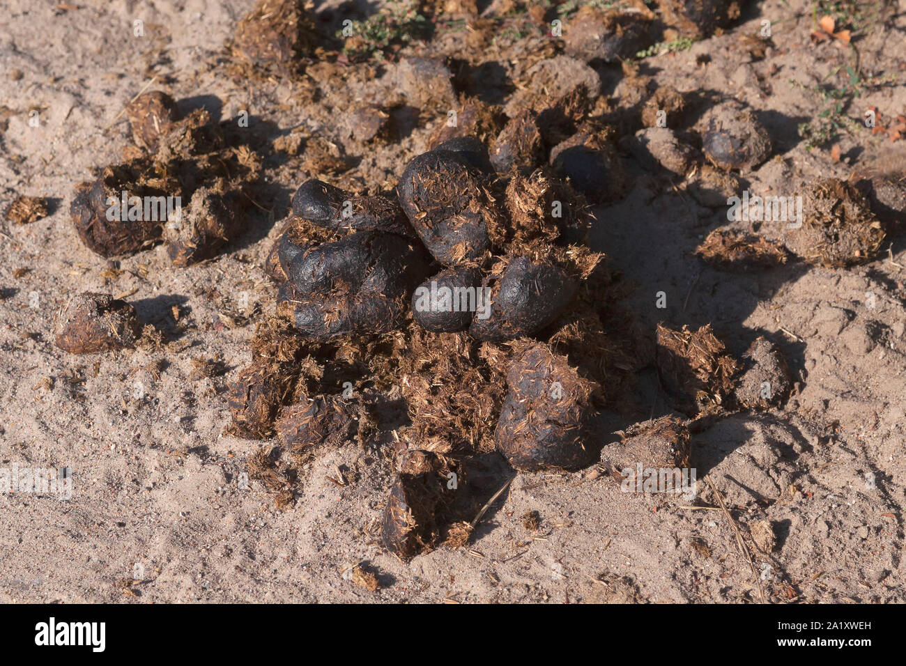 Dung Manure Fertilizer High Resolution Stock Photography and Images - Alamy