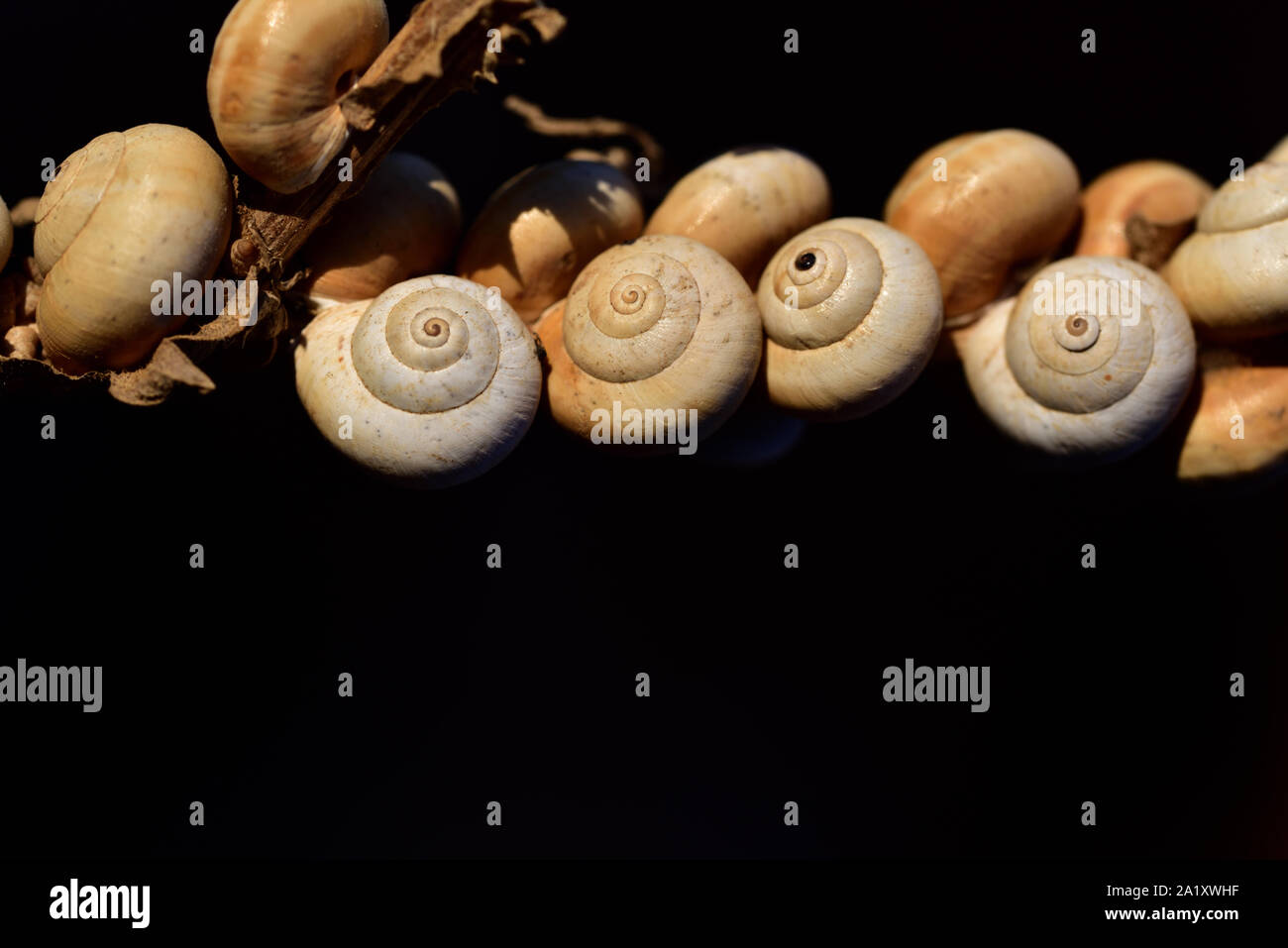Snail shells hi-res stock photography and images - Alamy